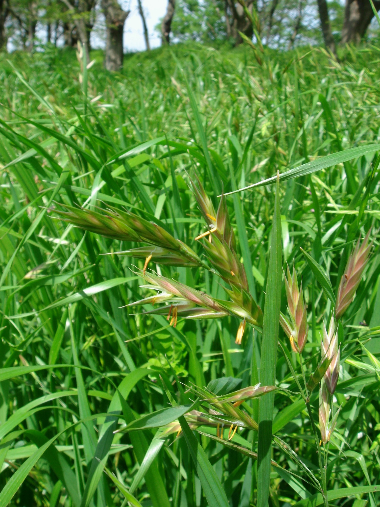 Bromus catharticus Vahl